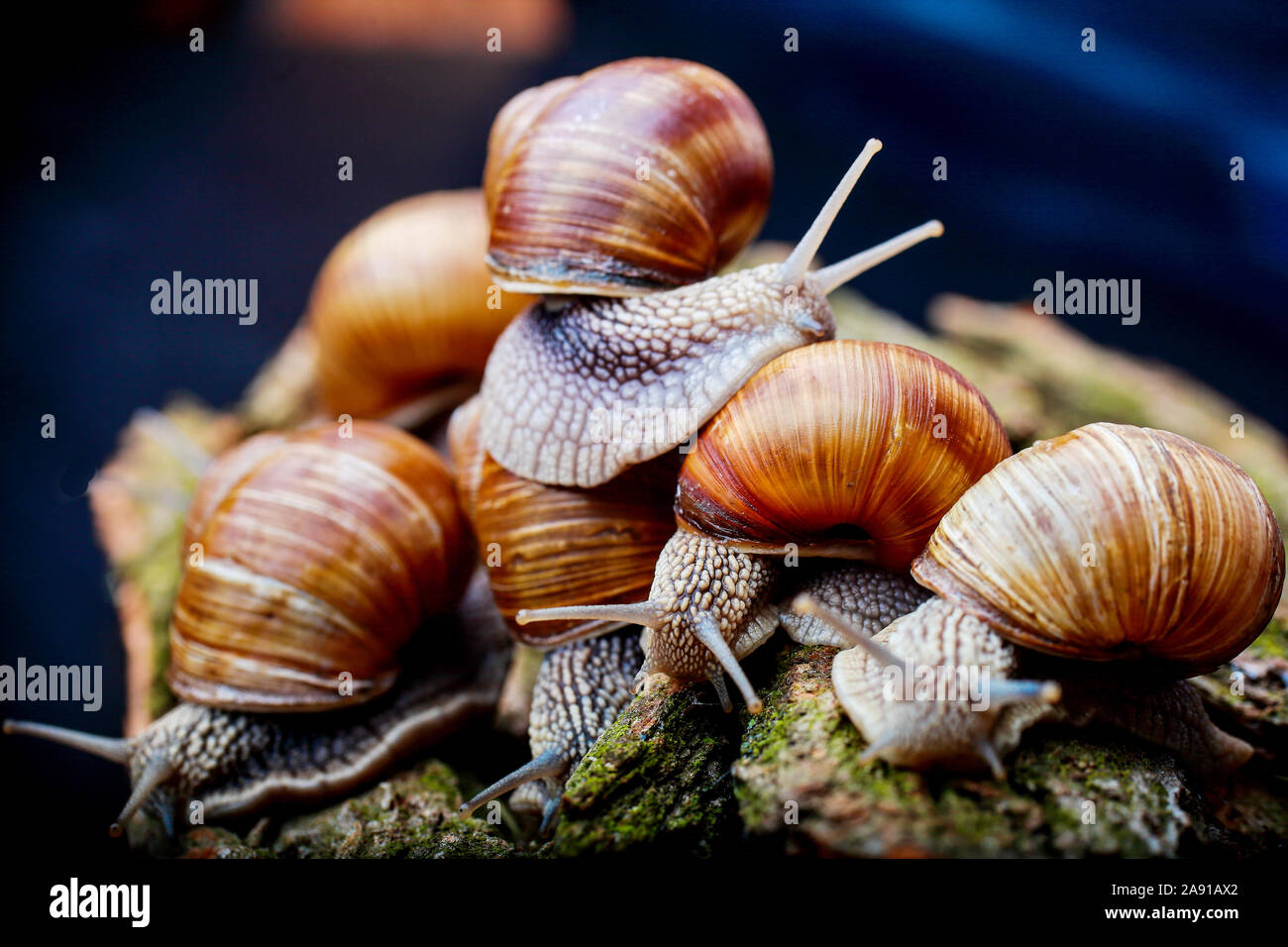 big snails crawling one on one in the studio Stock Photo - Alamy