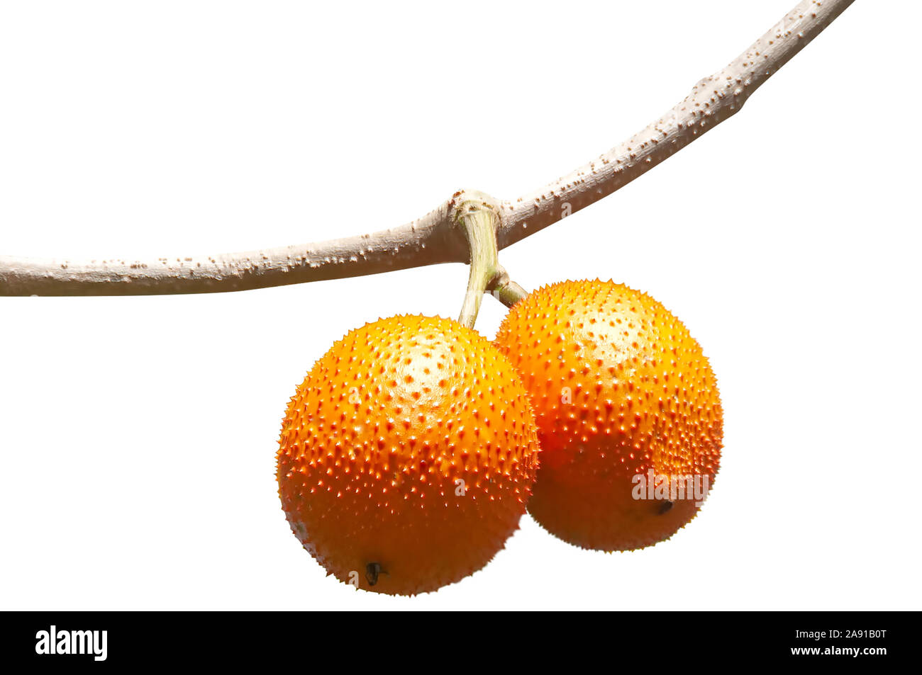 Gac fruits, Baby Jackfruit, Spiny Bitter Gourd, Sweet Grourd or ...