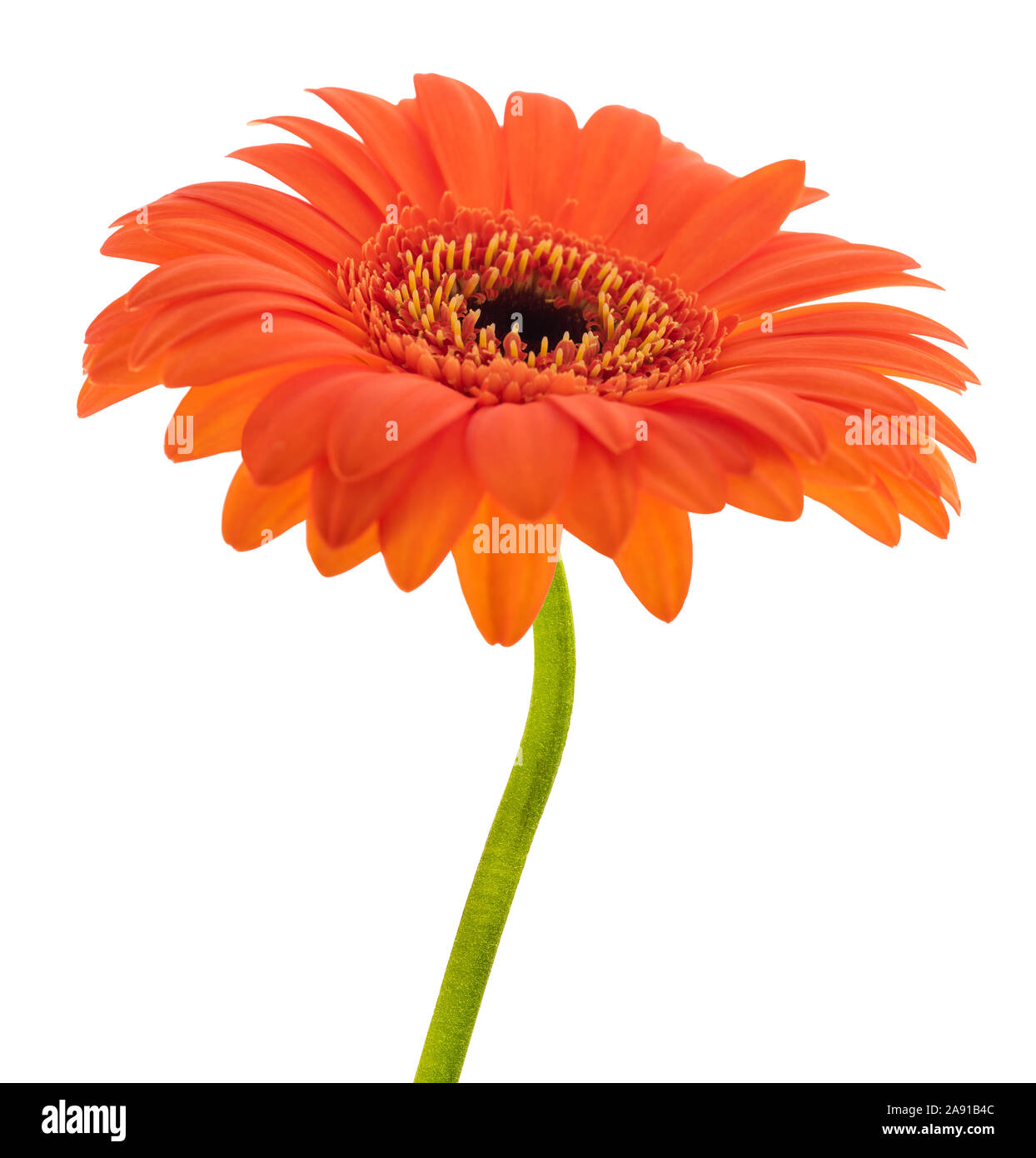 Orange Gerbera flower head isolated on white background Stock Photo - Alamy