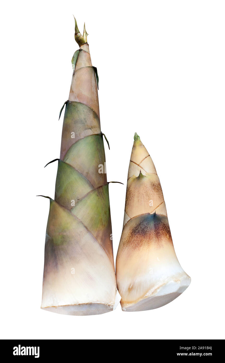 Bamboo shoot or bamboo sprout isolated on white background, clipping ...