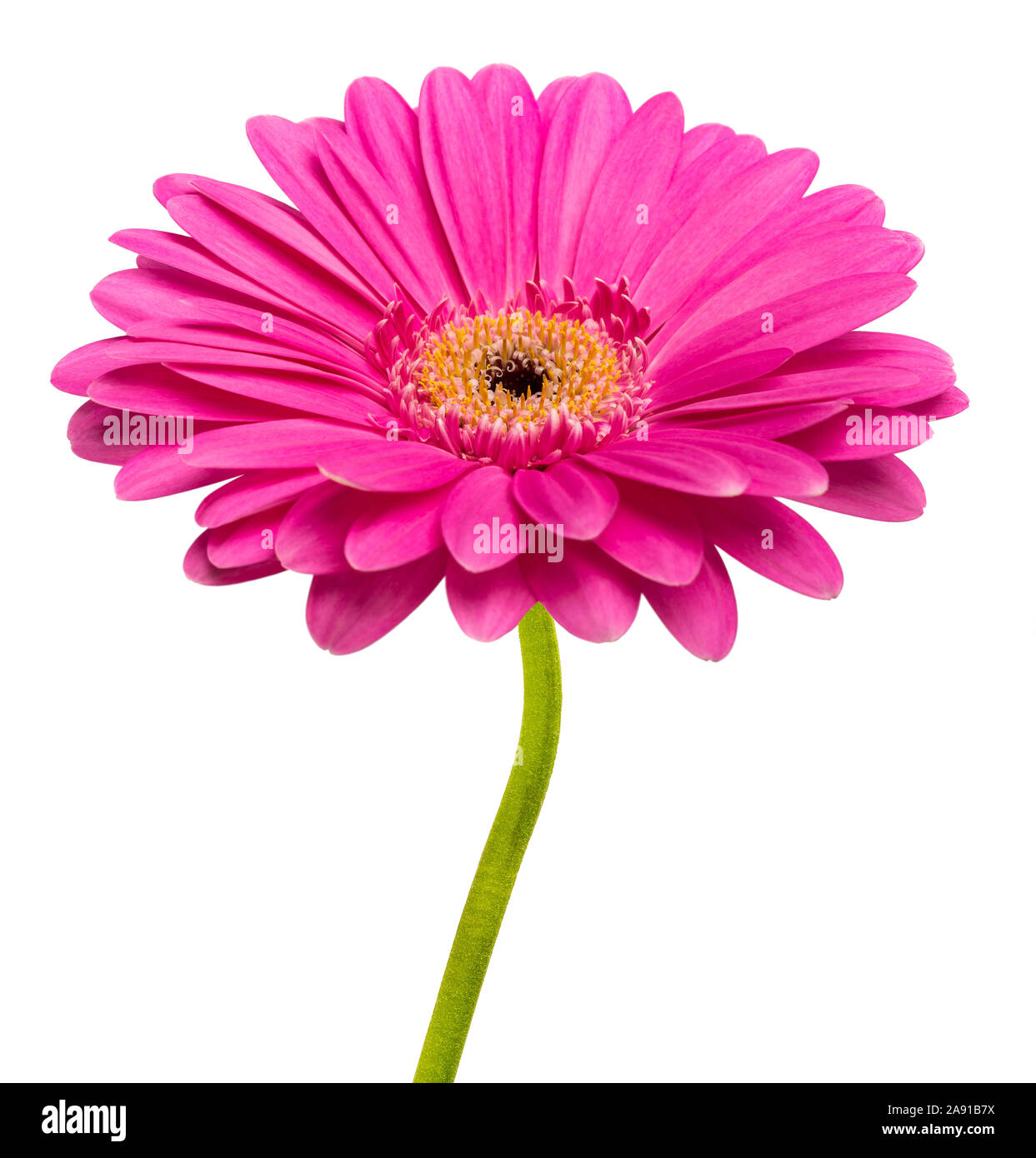 Pink Gerbera flower head isolated on white background Stock Photo - Alamy
