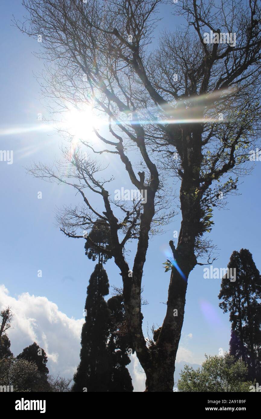 Sunlight through tree branches hi-res stock photography and images - Alamy