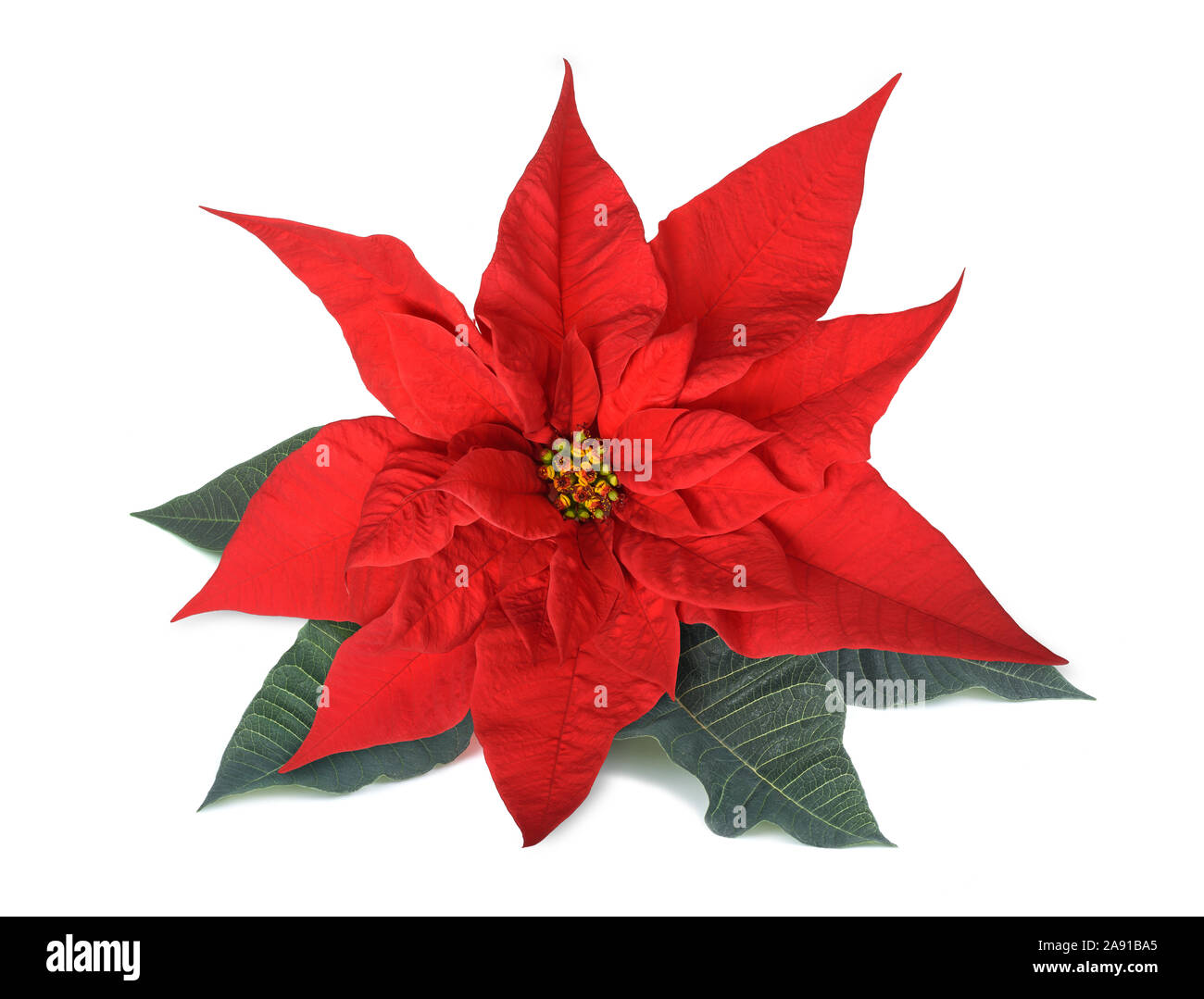 poinsettia flower isolated on white background Stock Photo - Alamy