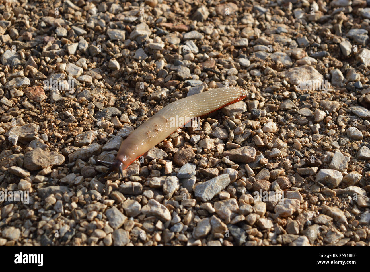 European red slug hi-res stock photography and images - Alamy