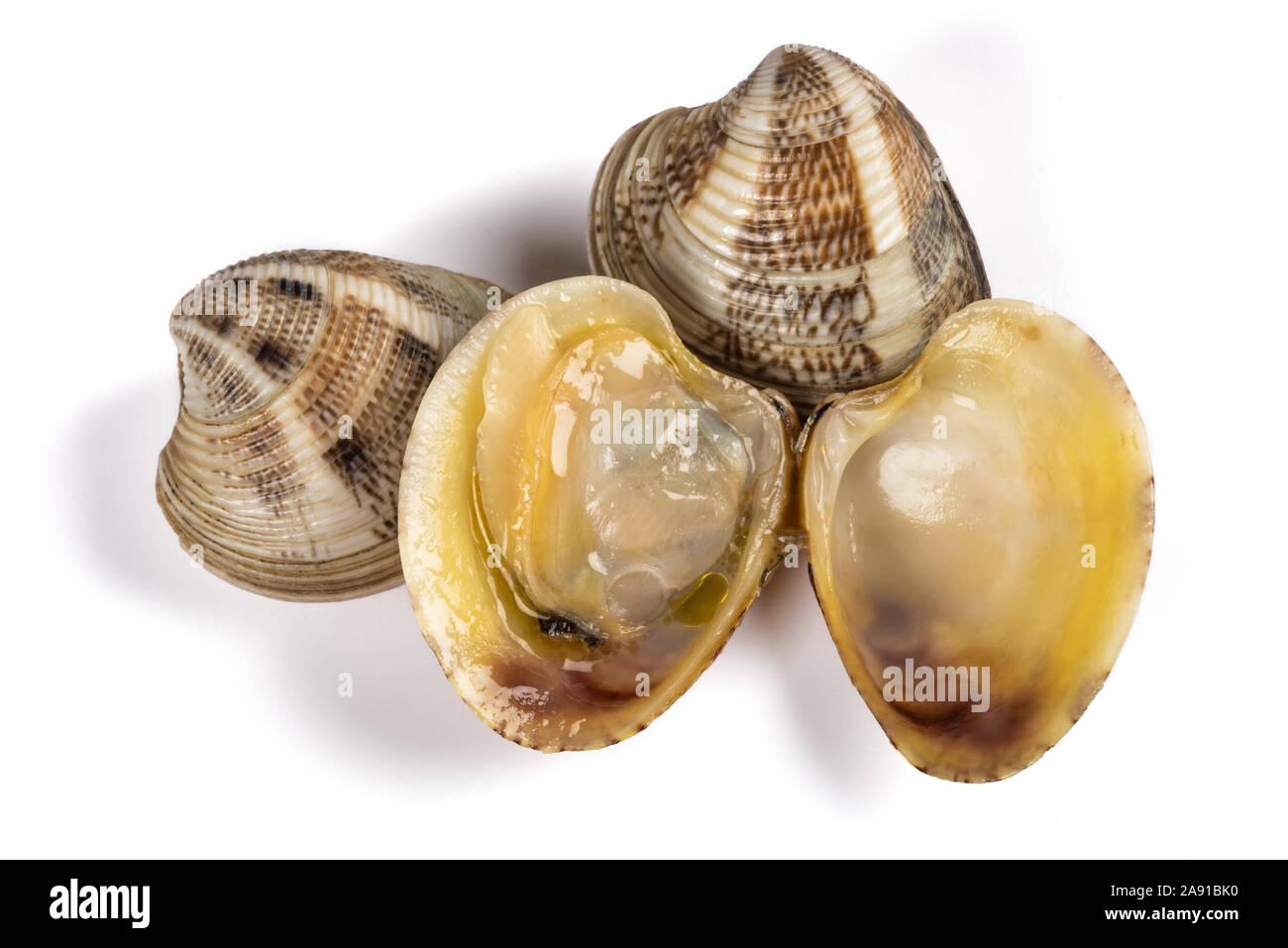 clams isolated on white background Stock Photo - Alamy