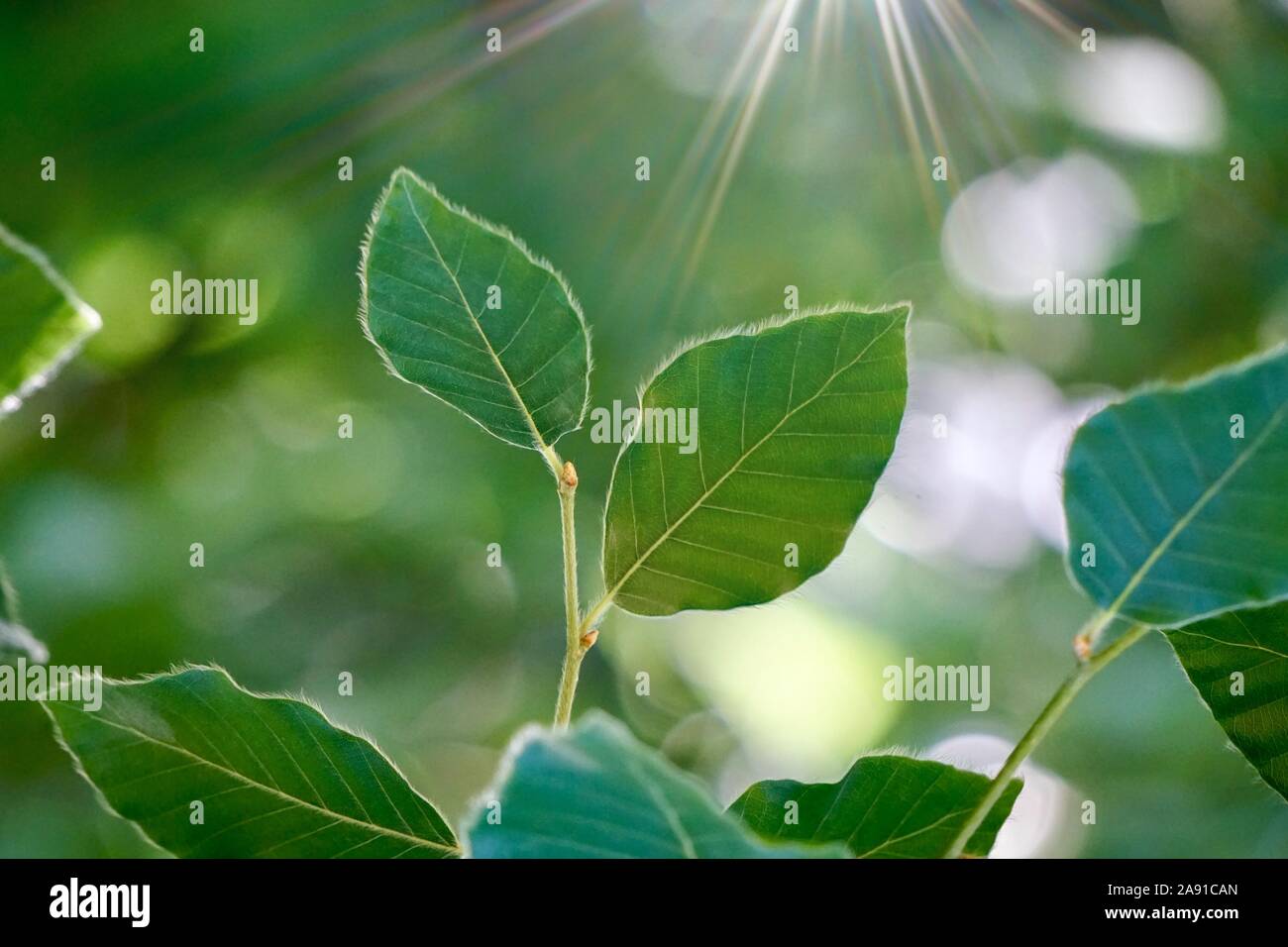 Green tree leaves sunlight hi-res stock photography and images - Alamy