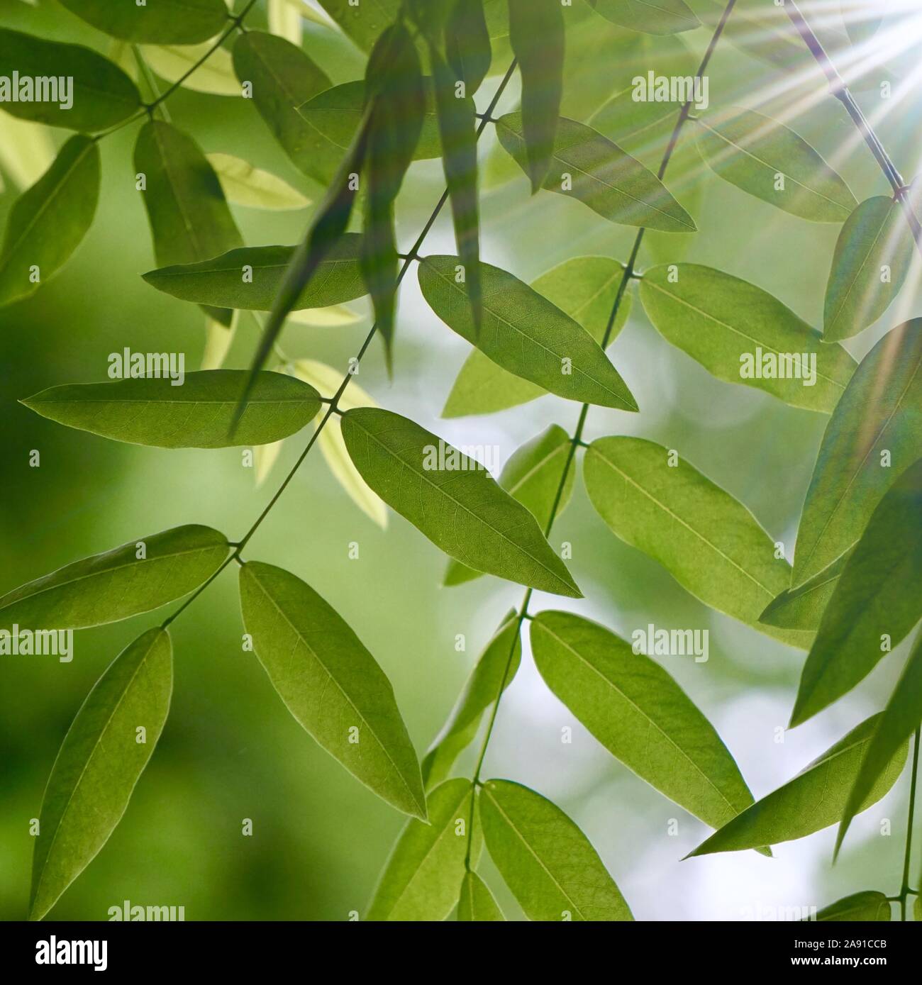 green tree leaves and sunlight Stock Photo - Alamy