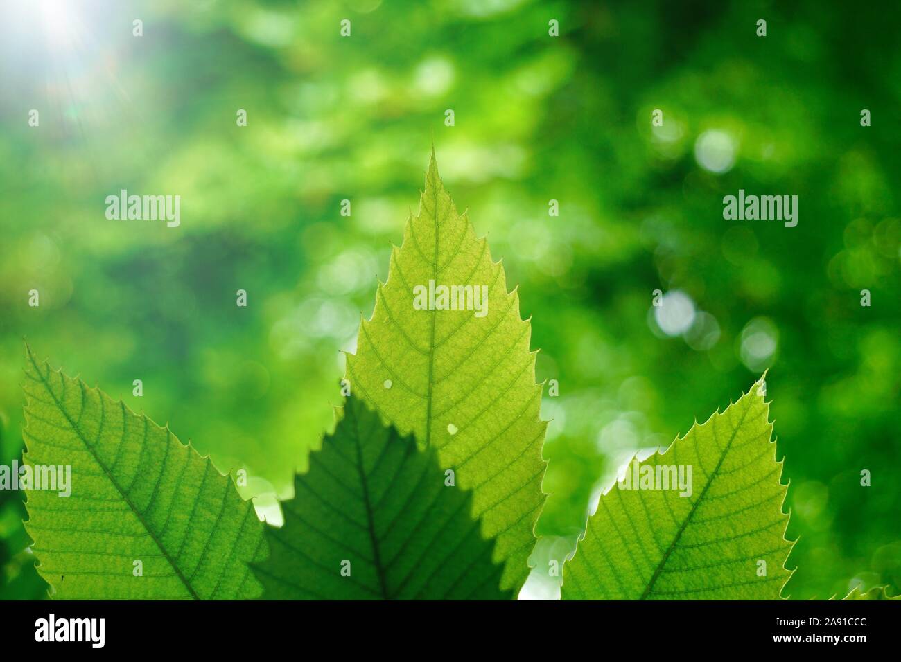 green tree leaves and sunlight Stock Photo - Alamy