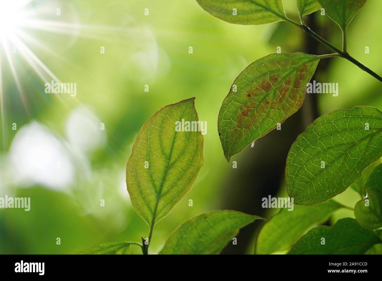 Green tree leaves sunlight hi-res stock photography and images - Alamy
