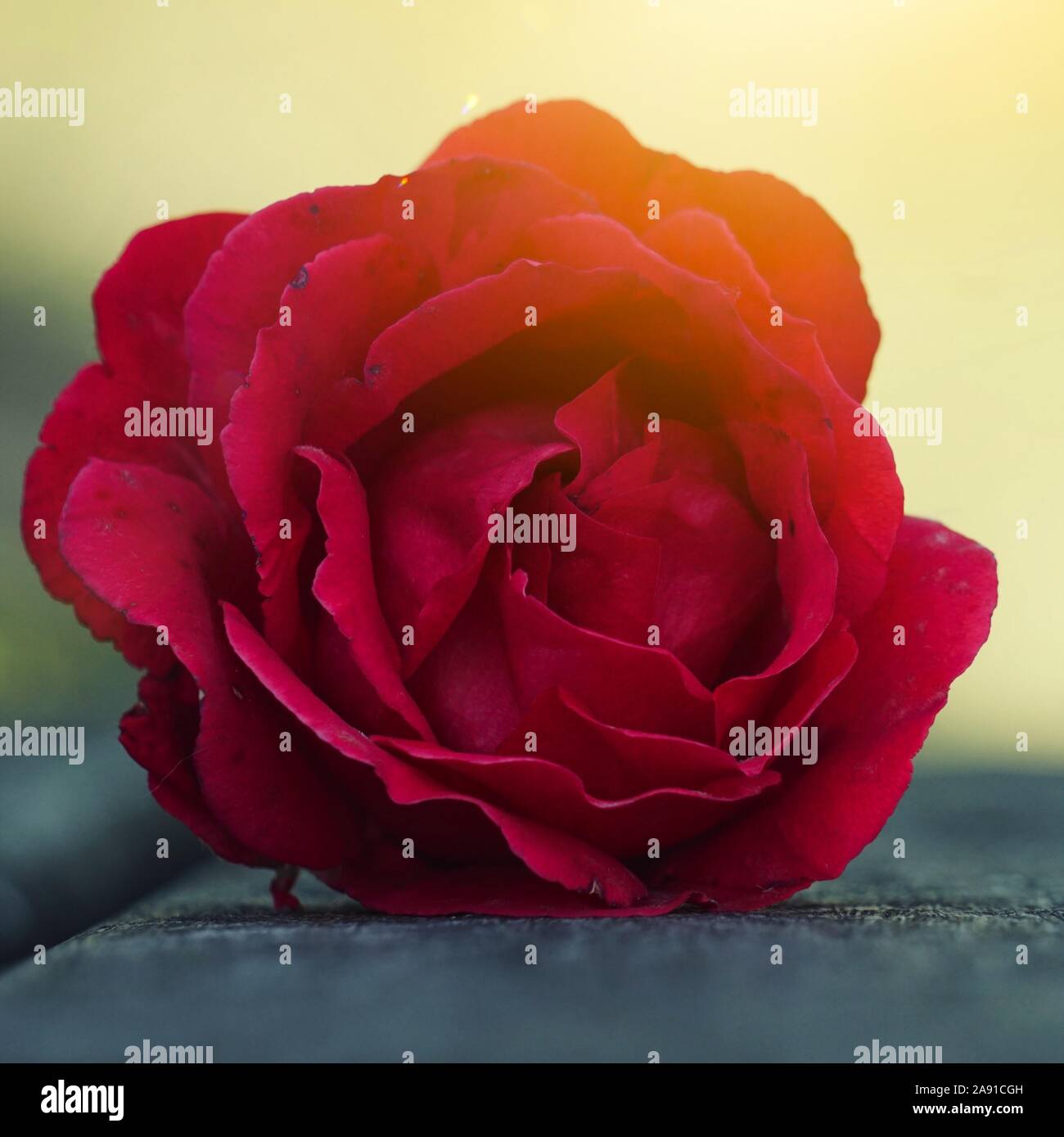 red rose flower plant in the garden Stock Photo - Alamy