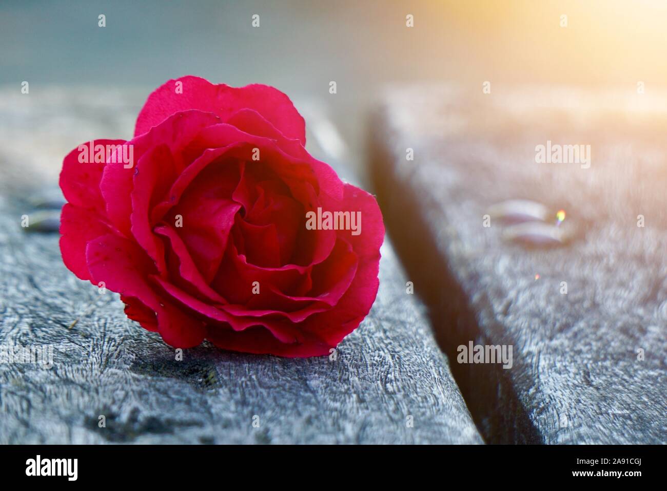 red rose flower plant in the garden Stock Photo - Alamy