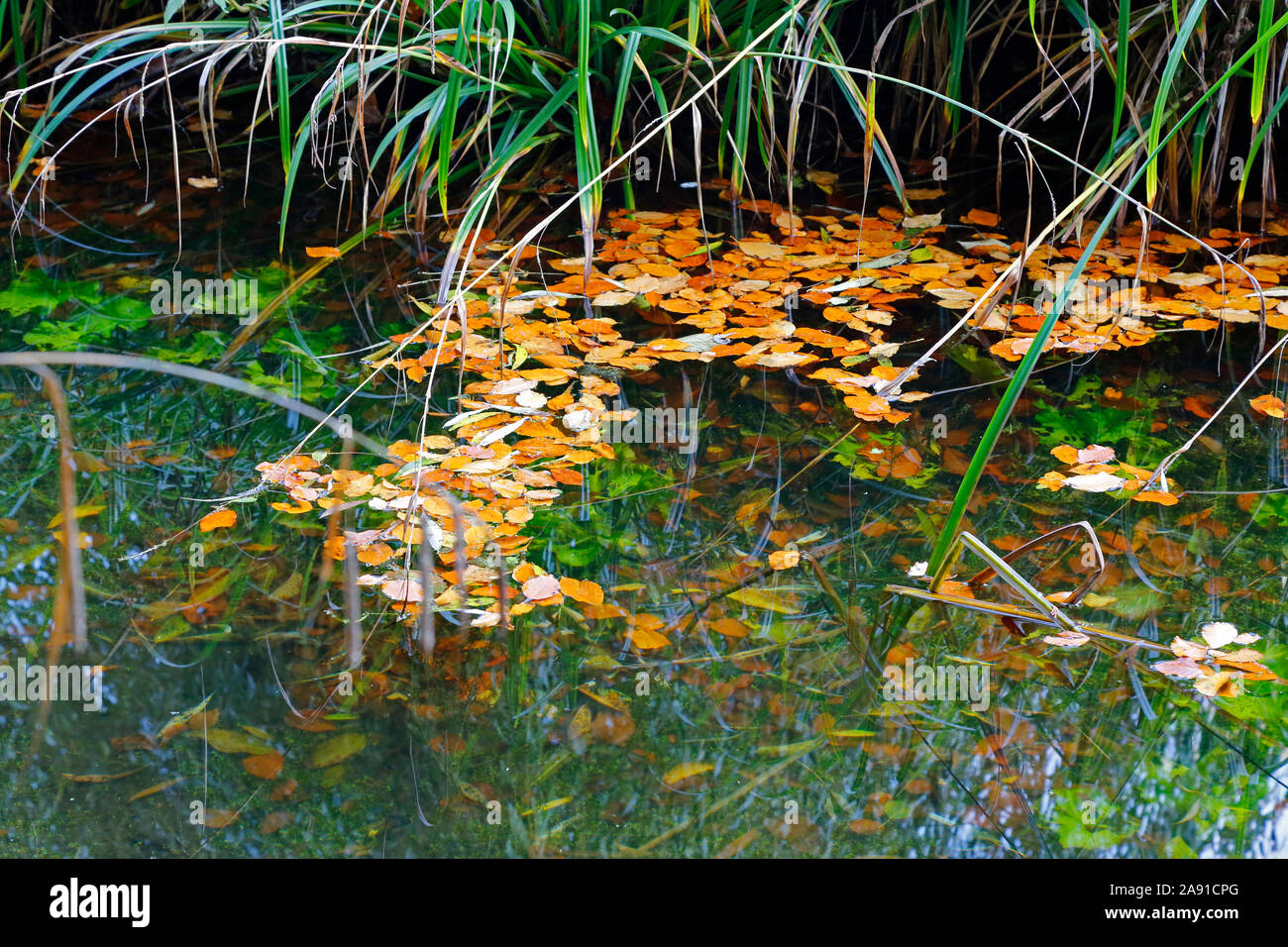 Shades of leaves hi-res stock photography and images - Alamy