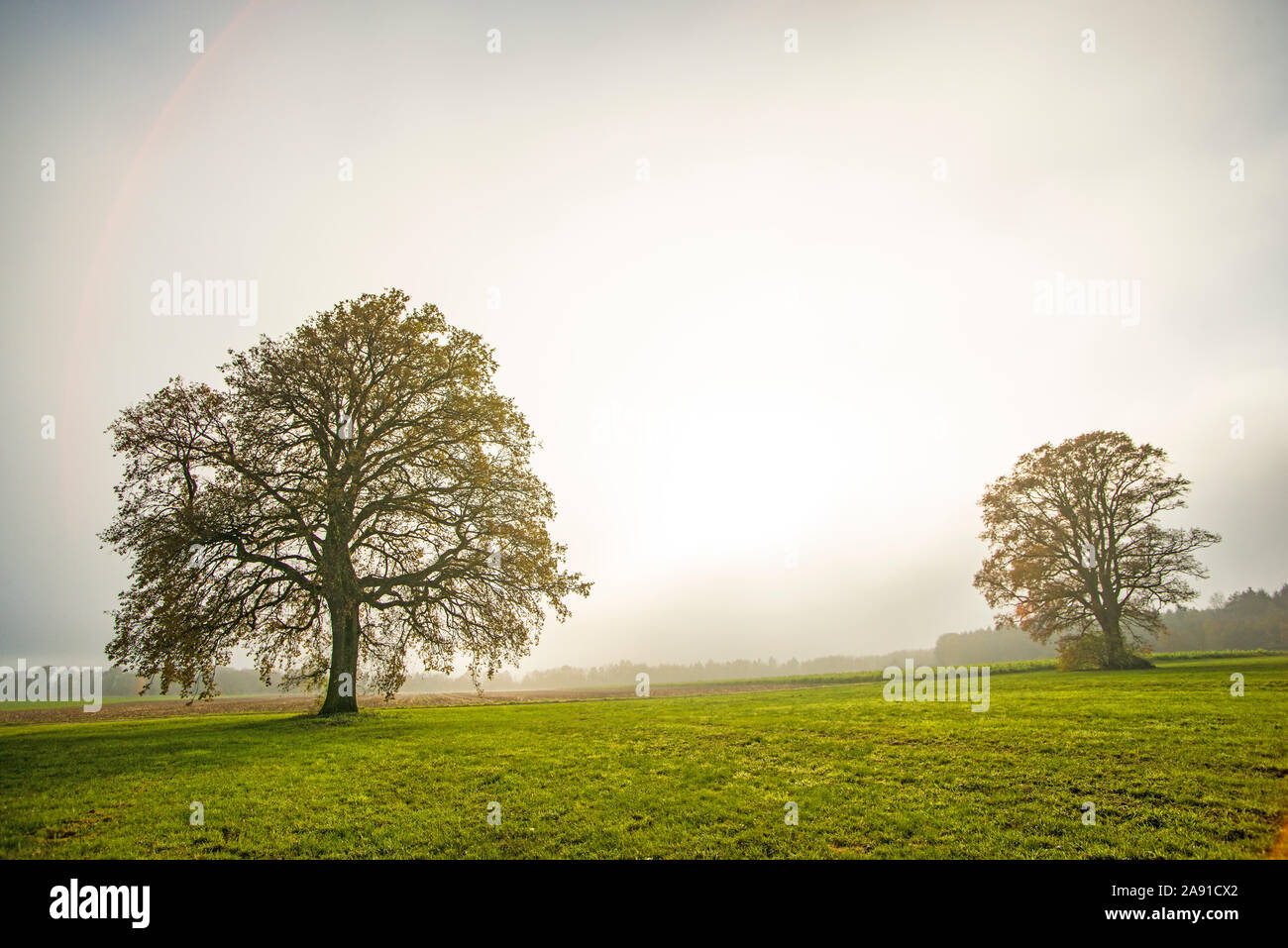 Trees with fog in autumn hi-res stock photography and images - Alamy