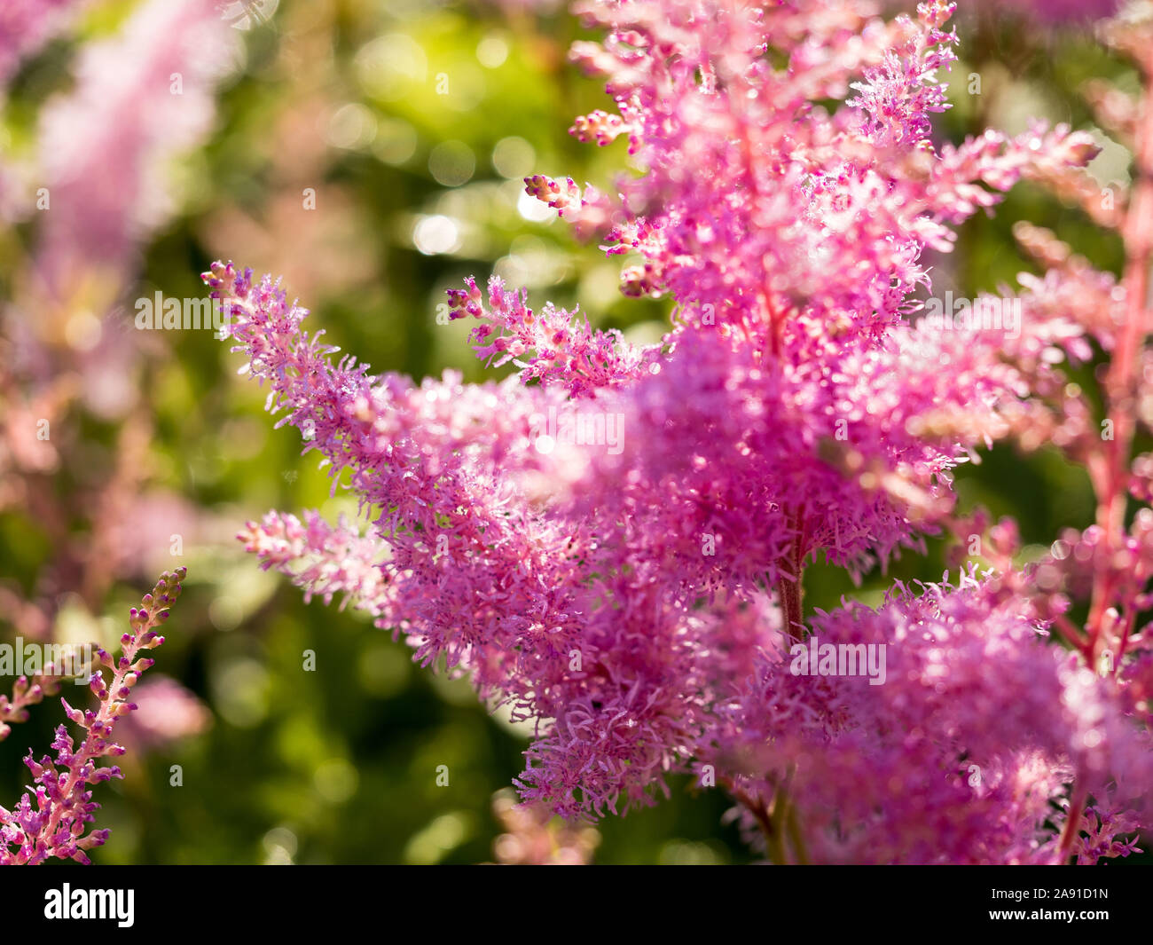Beautiful Bush of flowers Astilbe with a fluffy pink panicles Stock ...