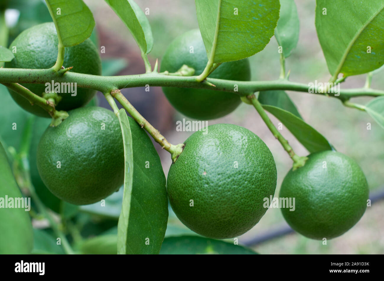 Limes on branch hi-res stock photography and images - Alamy