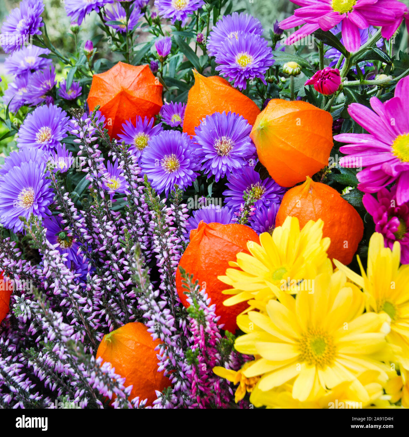 Types of garden flowers hi-res stock photography and images - Alamy
