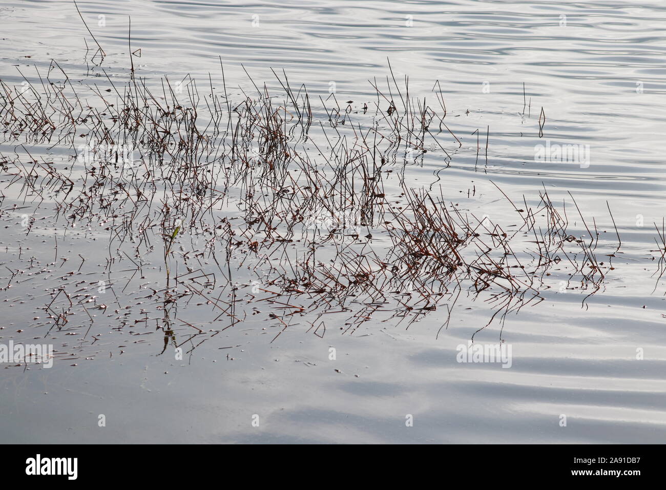Reeds in water Stock Photo - Alamy