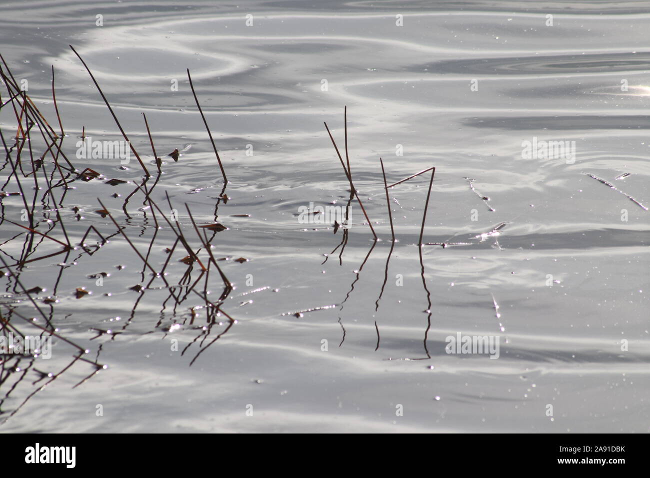 Reeds in water Stock Photo - Alamy