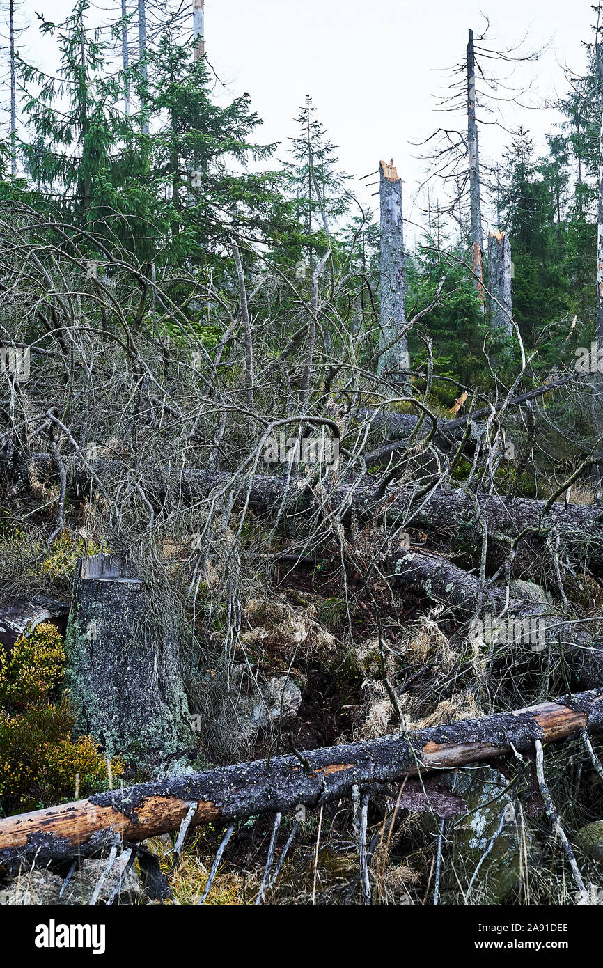 Dead Spruce in morning light, Harz Mountains Stock Photo - Alamy