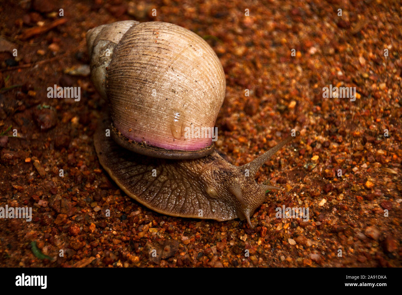 The African Giant Land Snail is one of the world's largest land ...