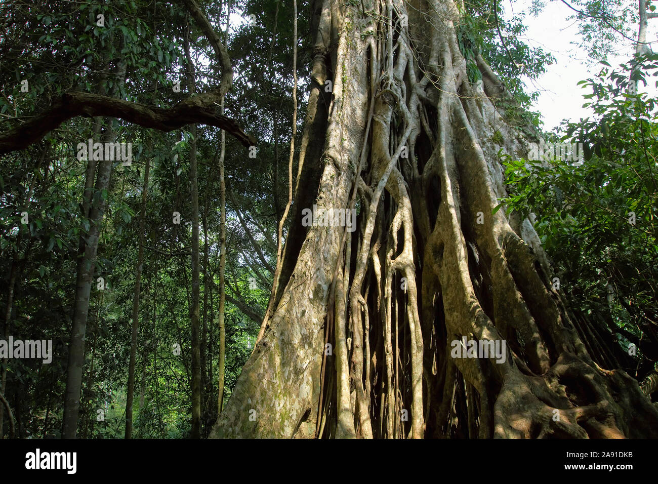 Dipterocarp High Resolution Stock Photography and Images - Alamy
