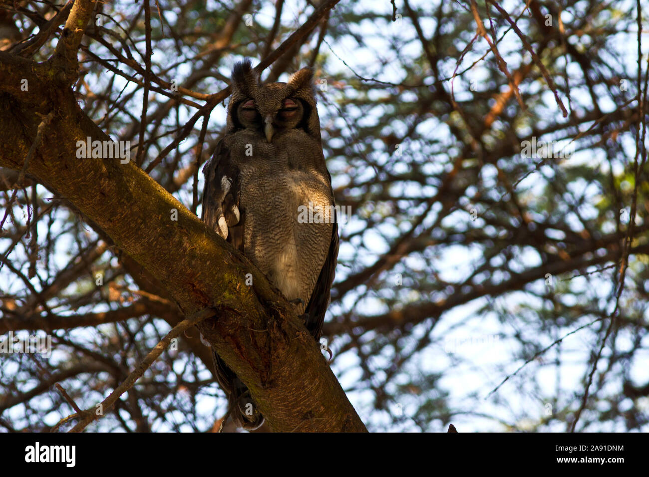The distinctive pink eyelids and large ear tufts are diagnostic of the ...