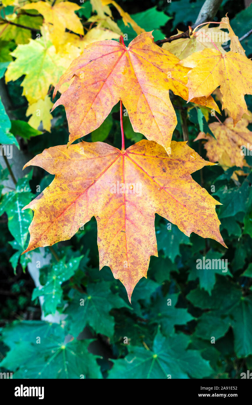 Sycamore fall foliage hi-res stock photography and images - Alamy