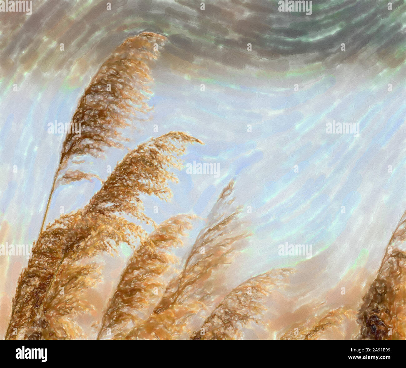 Reed grass swaying in gentle hi-res stock photography and images - Alamy