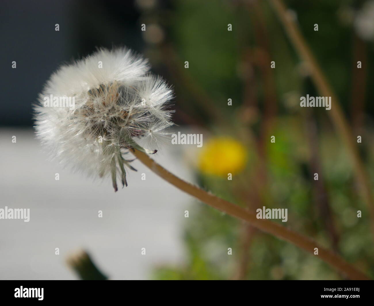 dandelion growing on street Stock Photo - Alamy
