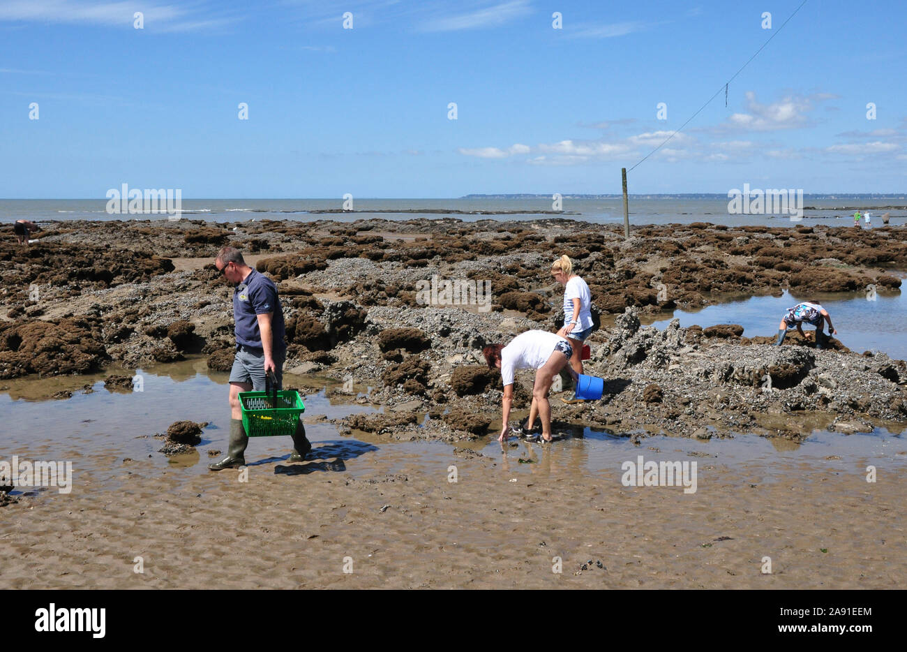 Collecting shellfish rocks hi-res stock photography and images - Alamy