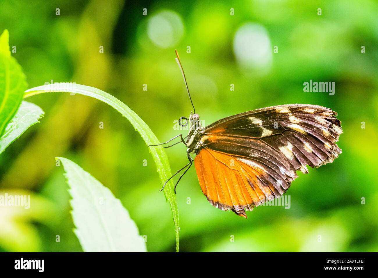 Heliconius butterfly on tropical foliage Stock Photo - Alamy