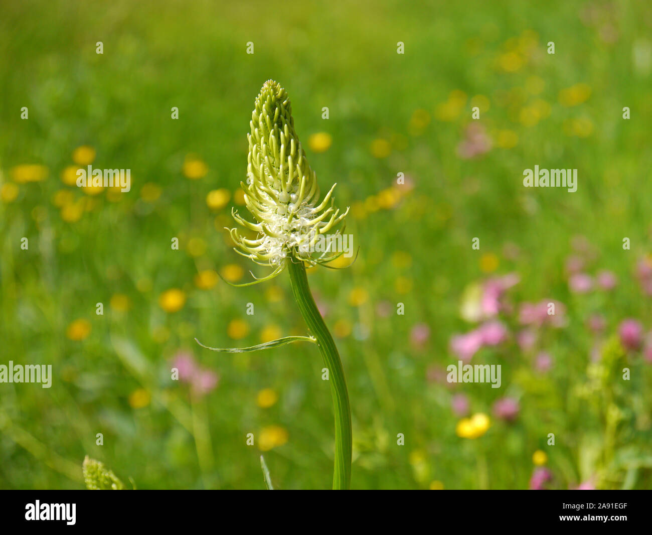 spiked rampion, Phyteuma spicatum Stock Photo - Alamy