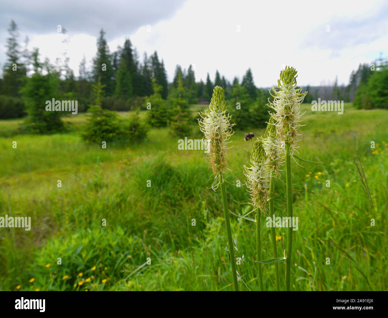 spiked rampion, Phyteuma spicatum Stock Photo - Alamy