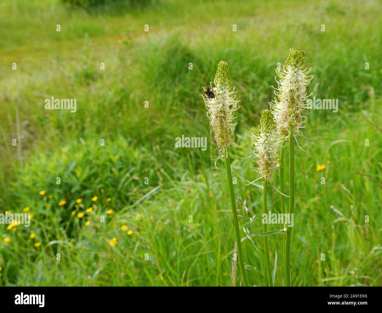 spiked rampion, Phyteuma spicatum Stock Photo - Alamy