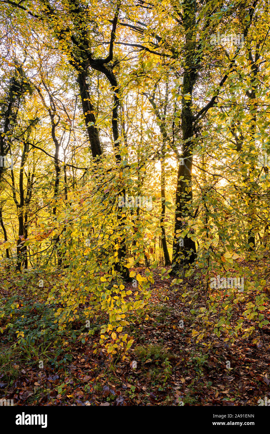 Through trees valley hi-res stock photography and images - Alamy