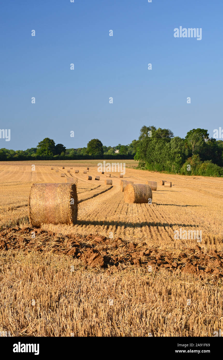 Cut wheat field, Normandy countryside, France Stock Photo - Alamy