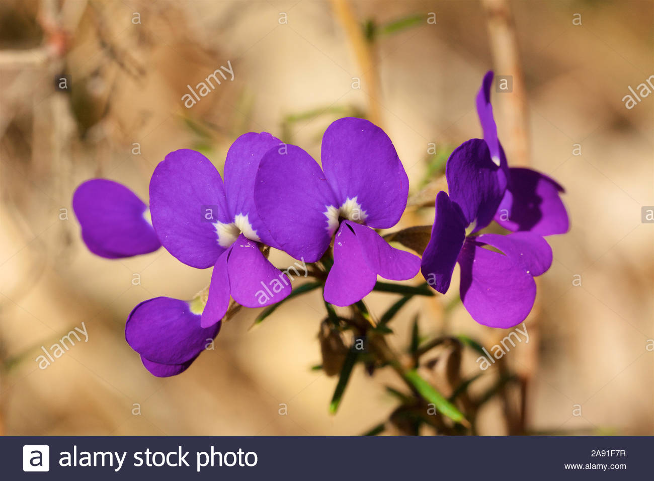 Western Australian Native Plant High Resolution Stock Photography and ...