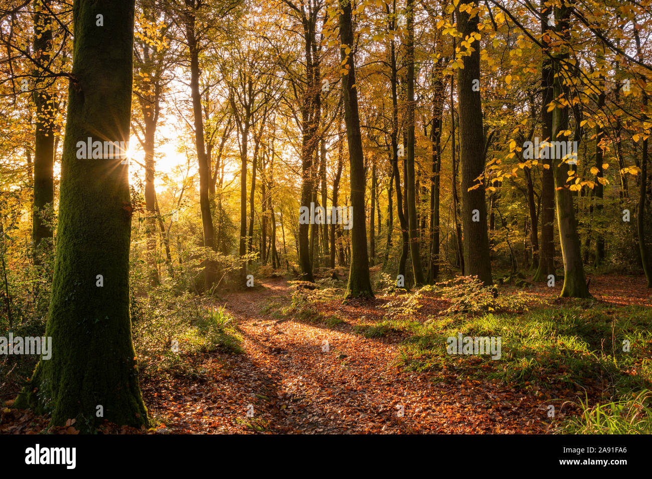 Track valley trees hi-res stock photography and images - Alamy