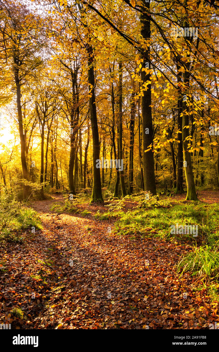 Track valley trees hi-res stock photography and images - Alamy