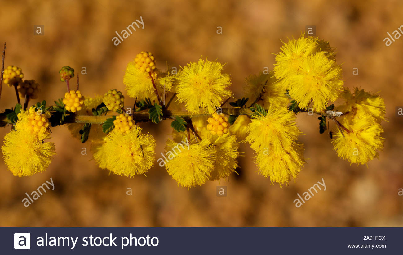 True Australia High Resolution Stock Photography and Images - Alamy