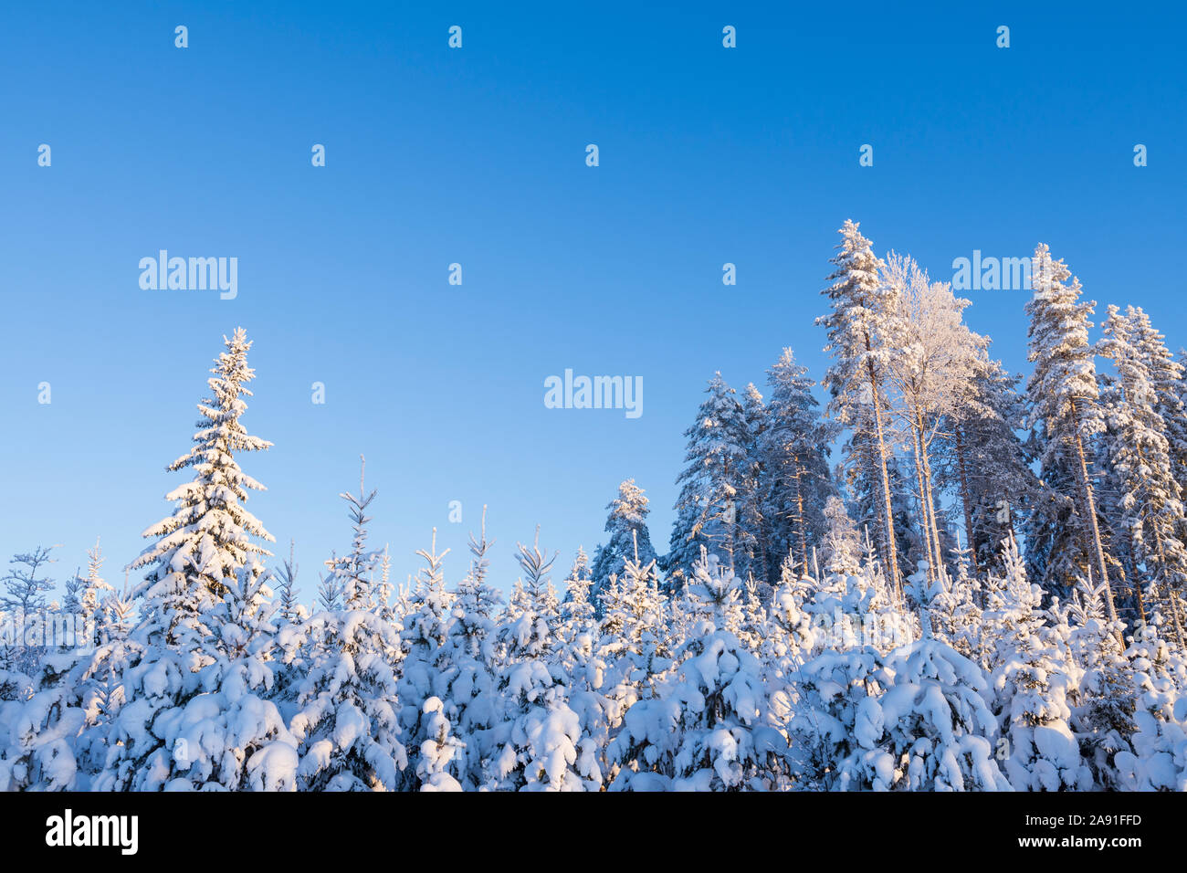 Boreal Coniferous Forest High Resolution Stock Photography and Images ...