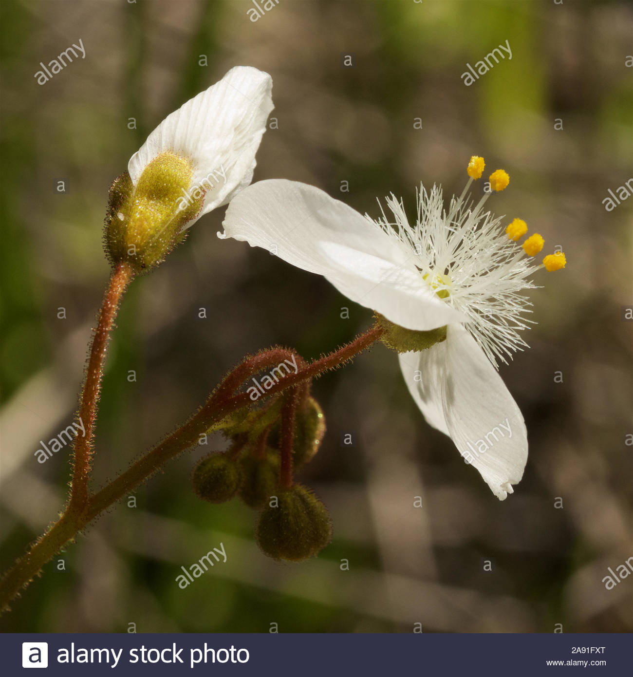 Australian Endemic Species High Resolution Stock Photography and Images ...