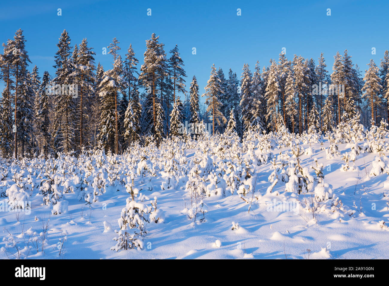 Clearcut forest in winter covered with snow, reforested area with pine ...