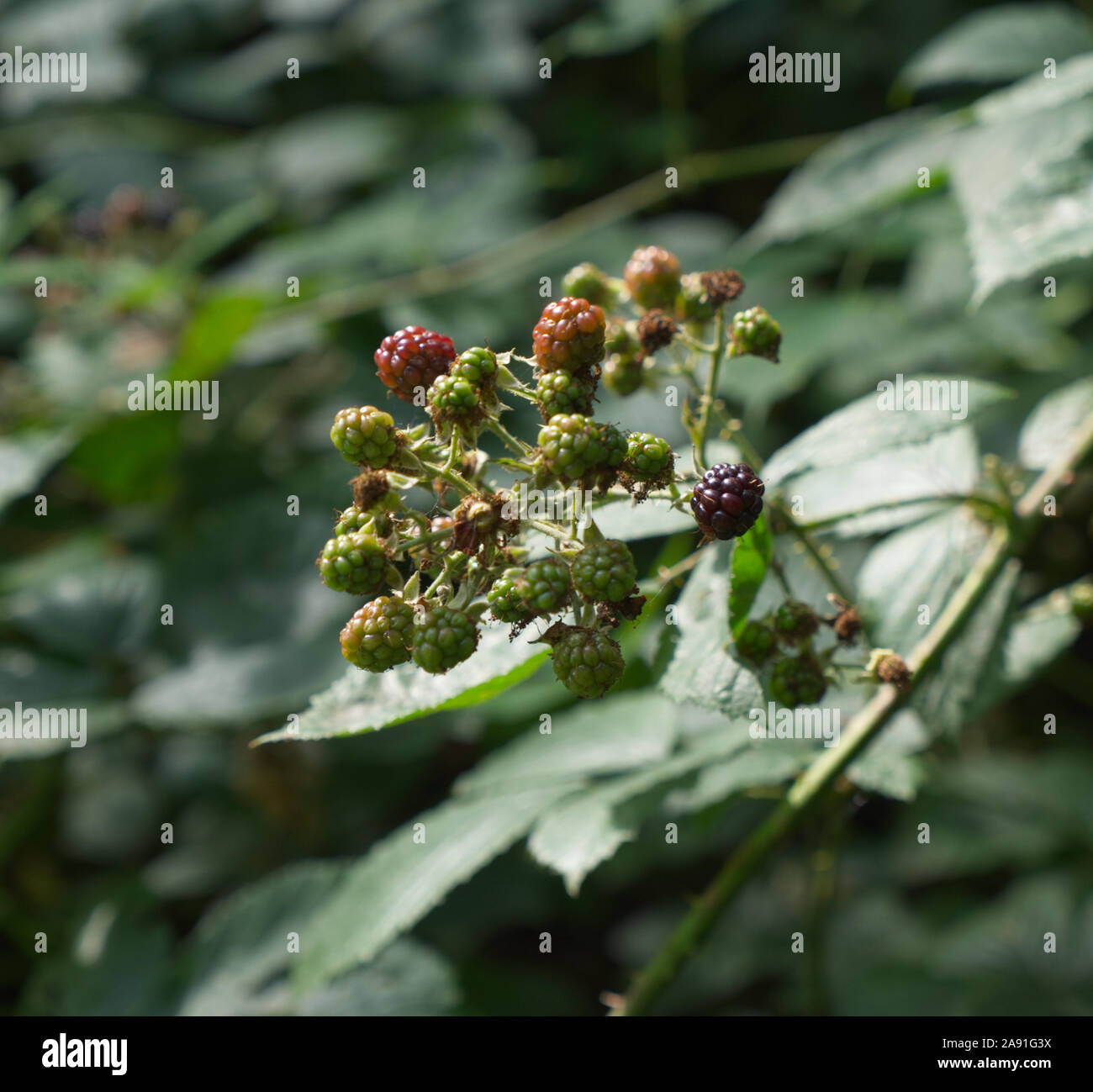 70 acres hi-res stock photography and images - Alamy