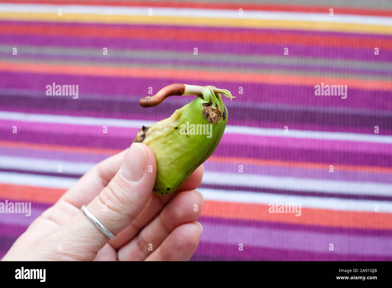 Hand planting seed hi-res stock photography and images - Alamy