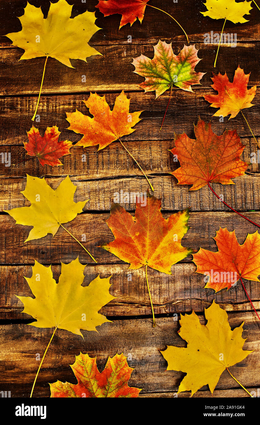 Autumn vertical background with maple leaves on wooden boards Stock ...