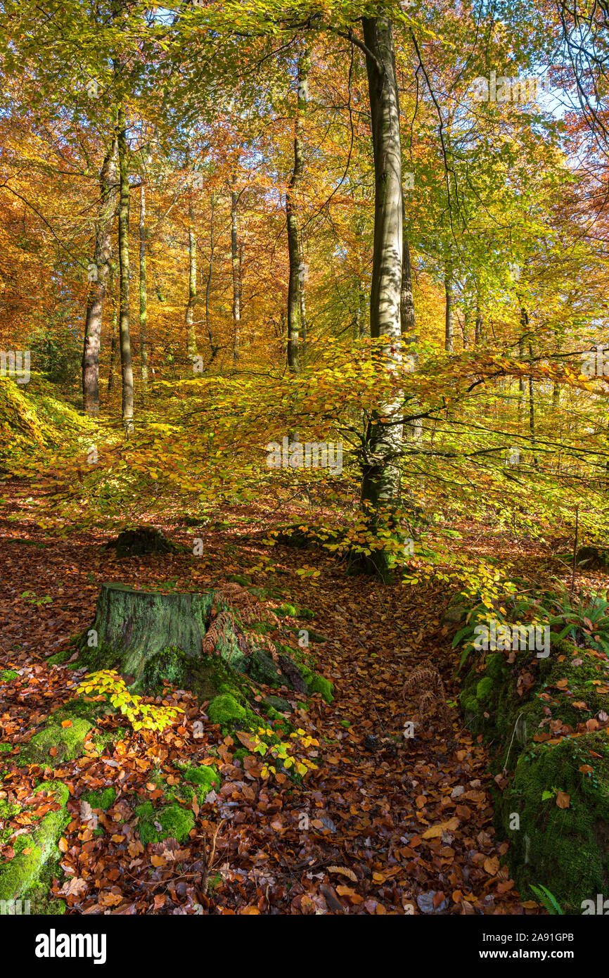 Autumnal Beech trees in the lower Wye Valley, Wales Stock Photo - Alamy