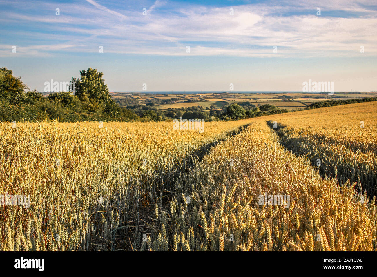Corn field landscape hi-res stock photography and images - Alamy