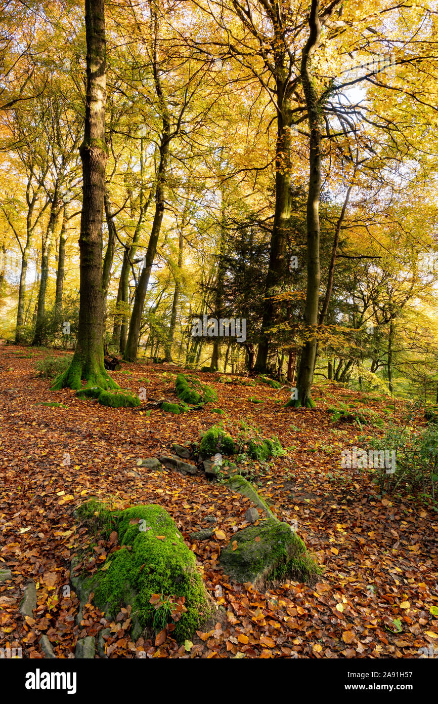 Mossy woodland wales hi-res stock photography and images - Alamy