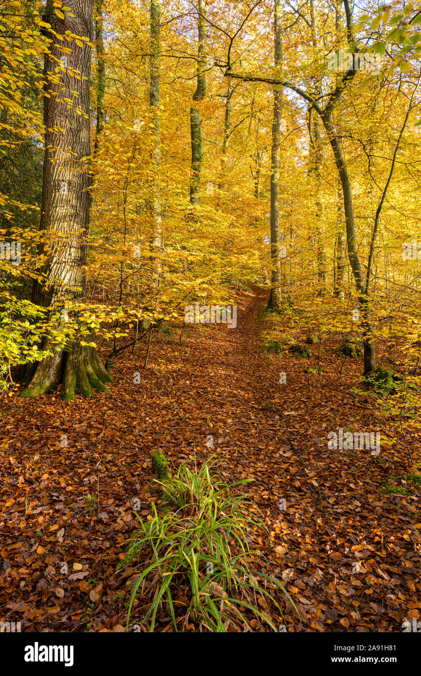 Autumnal Beech trees in the lower Wye Valley, Wales Stock Photo - Alamy